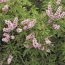 How to Grow Vitex Chaste Flowering Shrubs and Trees | Gardener’s Path