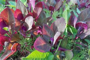 Grow Heirloom Fruits & Vegetables with 11 Top Varieties | Gardener’s Path