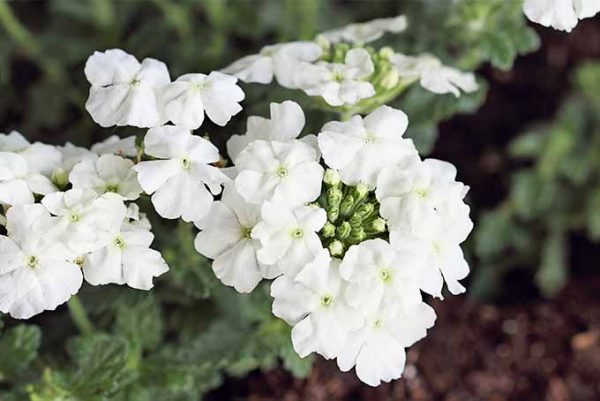 The 9 Best Full-Sun Flowering Perennials for Zones 7-11 | Gardener’s Path