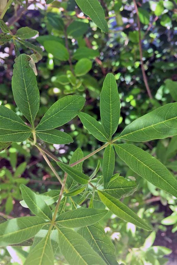 How Easy It to Start Vitex Trees From Seed - Connolly Marmuccuself