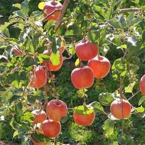 19 Best Apple Tree Varieties (with a Guide to Flowering Groups ...