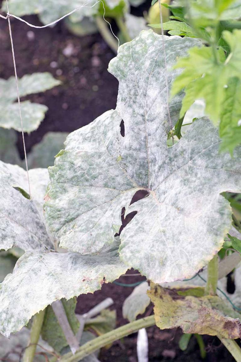 Learn How to Plant and Grow Scrumptious Summer Squash