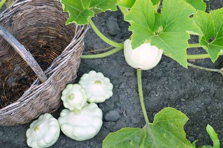 Learn How to Plant and Grow Scrumptious Summer Squash