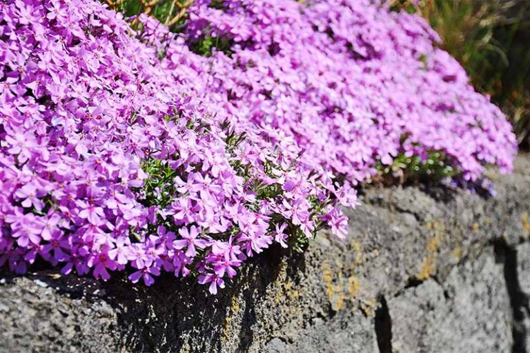 How to Grow and Care for Dianthus Flowers | Gardener’s Path