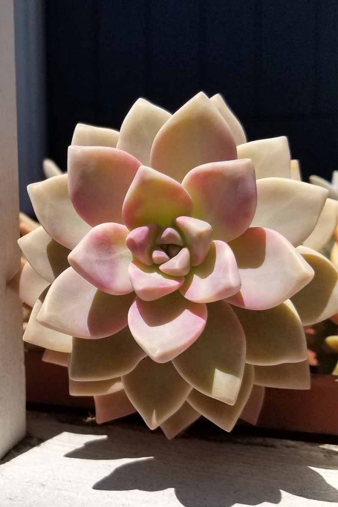 How to Grow and Care for Succulents | Gardener's Path