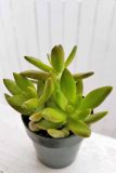 How to Grow and Care for Succulents | Gardener's Path