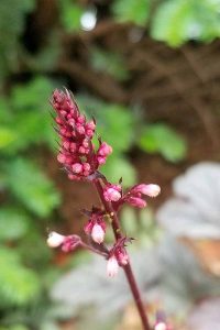 How to Grow and Care for Coral Bells (Heuchera) | Gardener’s Path