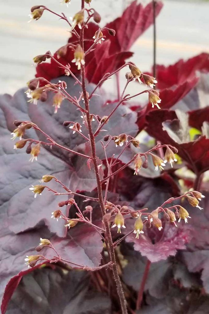 How to Grow and Care for Coral Bells (Heuchera) | Gardener’s Path