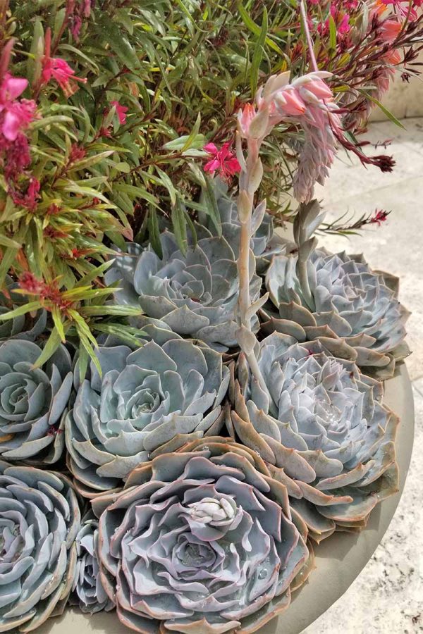 How to Grow and Care for Succulents | Gardener's Path