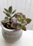 How to Grow and Care for Succulents | Gardener's Path