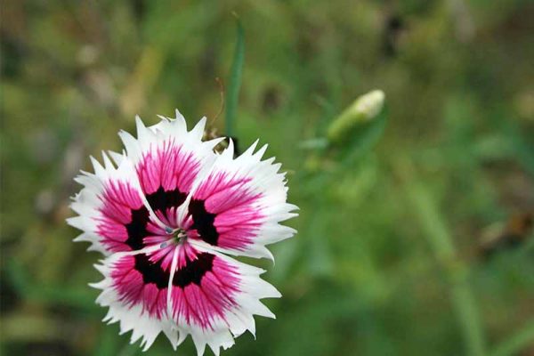 How to Grow and Care for Dianthus Flowers | Gardener’s Path