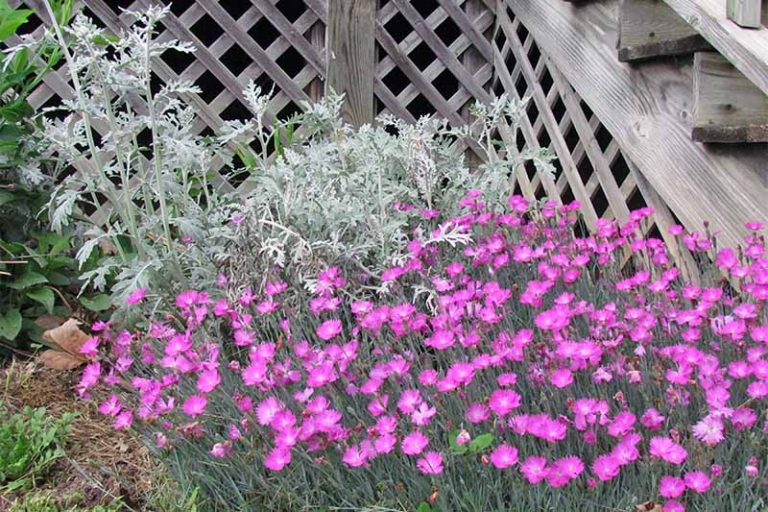 How to Grow Dusty Miller in the Garden | Gardener’s Path