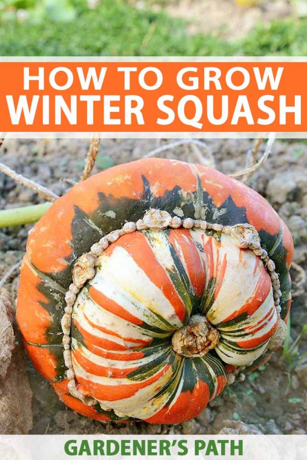 The Complete Guide to Growing Winter Squash | Gardener's Path