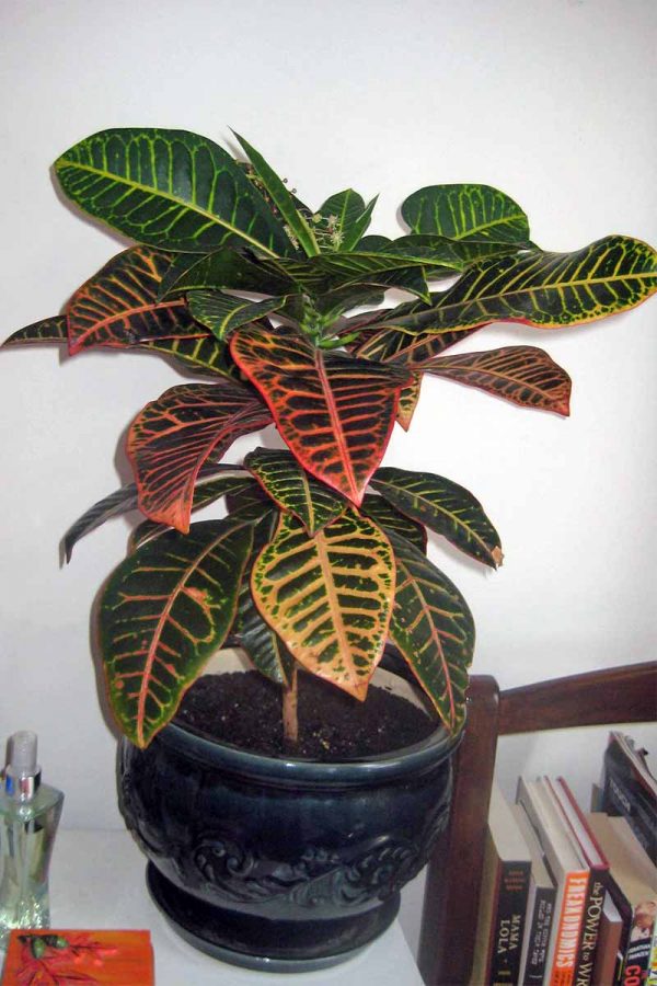 How to Cultivate Croton Plants Indoors | Gardener’s Path