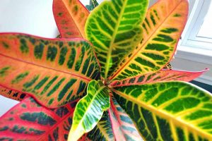 How to Cultivate Croton Plants Indoors | Gardener’s Path