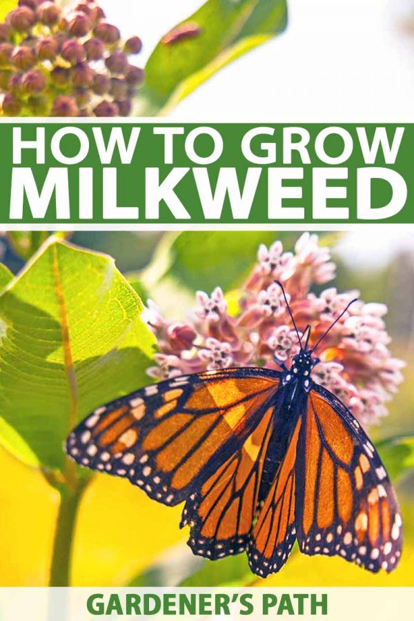 How To Grow Milkweed In Pots