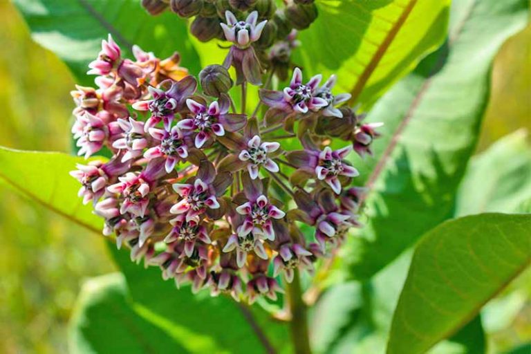 How to Plant and Grow Milkweed (Asclepias) | Gardener's Path