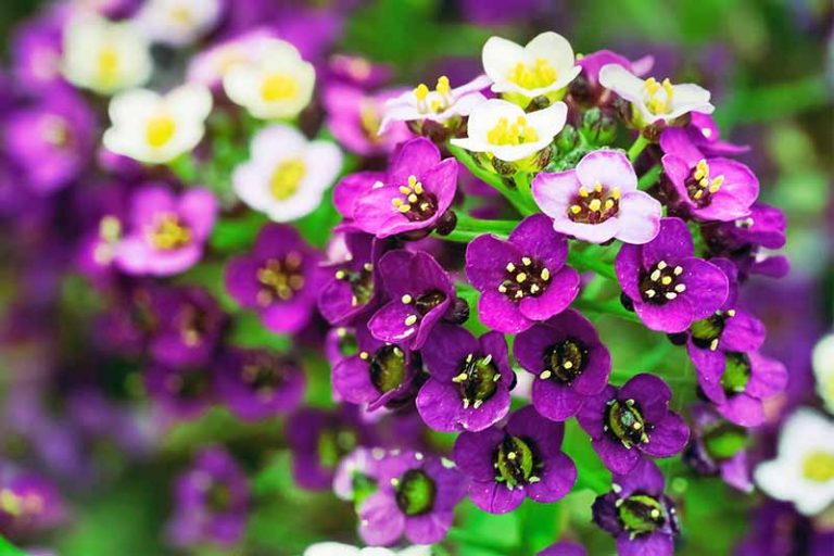 How to Grow Sweet Alyssum (Lobularia maritima) | Gardener’s Path