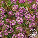 How to Grow Sweet Alyssum (Lobularia maritima) | Gardener’s Path