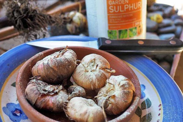 How to Propagate Bulbs at Home for Gorgeous Blooms
