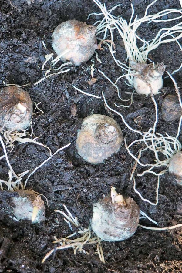 How to Propagate Bulbs at Home for Gorgeous Blooms