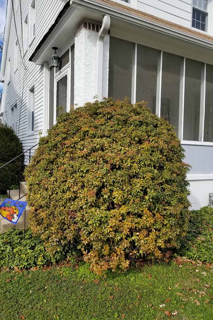 The Best Evergreen Shrubs for Your Garden | Gardener’s Path
