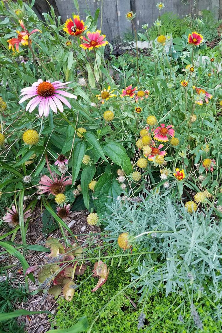 How to Grow Gaillardia (Blanket Flower) | Gardener’s Path