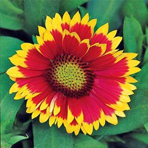 How to Grow Gaillardia (Blanket Flower) | Gardener’s Path