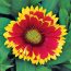 How to Grow Gaillardia (Blanket Flower) | Gardener’s Path