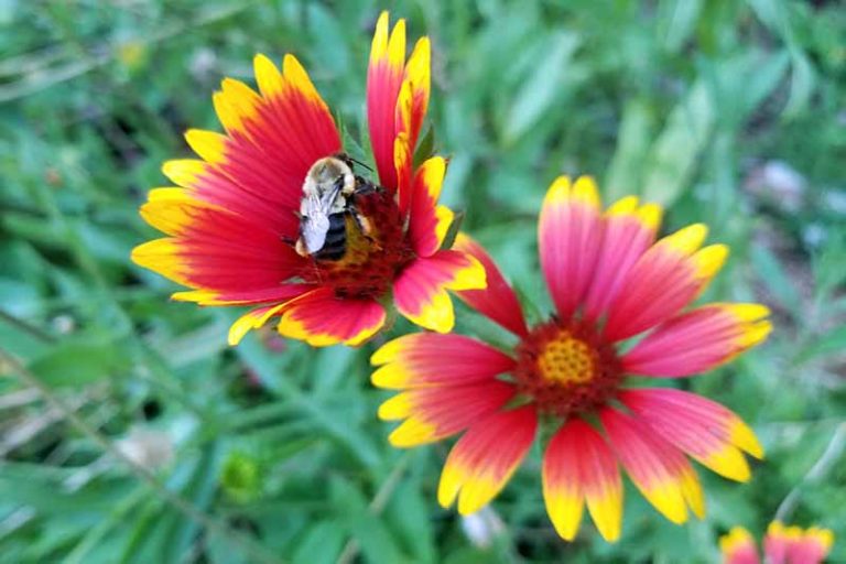How to Grow Gaillardia (Blanket Flower) | Gardener’s Path
