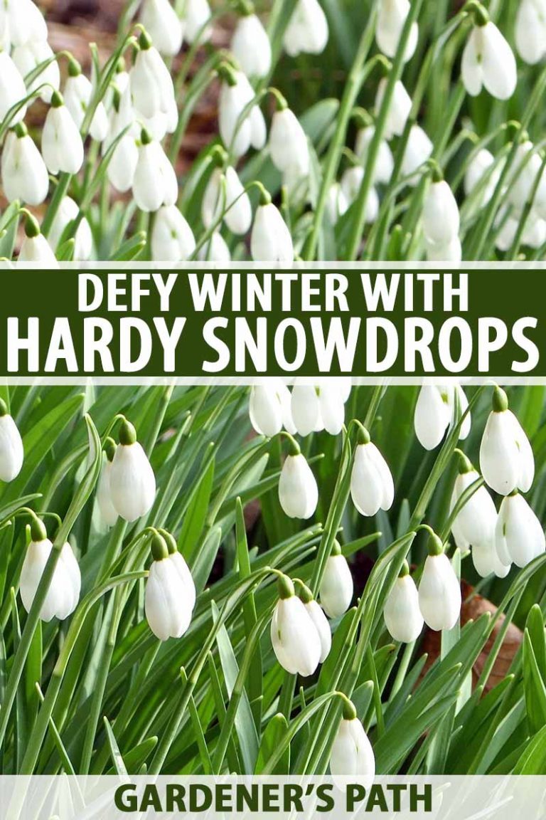 How to Grow Snowdrop Flowers (Galanthus) | Gardener’s Path