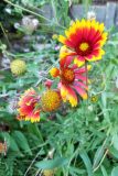 How to Grow Gaillardia (Blanket Flower) | Gardener’s Path