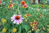 How to Grow Gaillardia (Blanket Flower) | Gardener’s Path