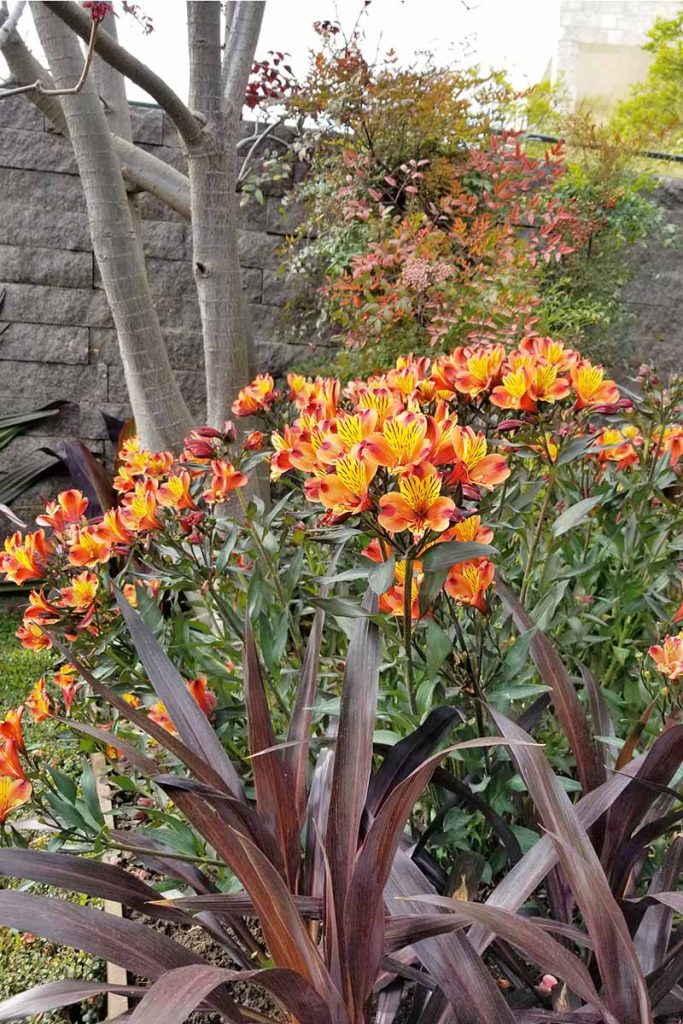 How to Grow and Care for Alstroemeria (Peruvian Lily) – ReportWire