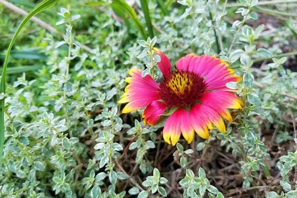 How to Grow Gaillardia (Blanket Flower) | Gardener’s Path