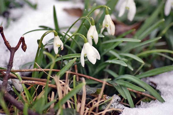 How to Grow Snowdrop Flowers (Galanthus) | Gardener’s Path