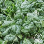 How to Grow Spinach | Gardener’s Path