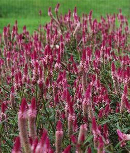 How to Grow and Care for Celosia Flowers | Gardener's Path
