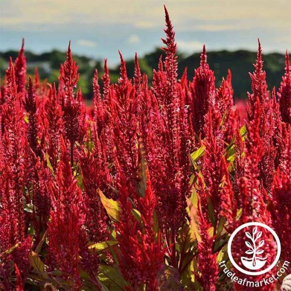 How to Grow and Care for Celosia Flowers | Gardener's Path