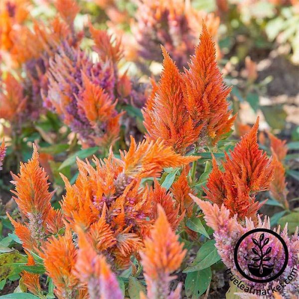 How to Grow and Care for Celosia Flowers | Gardener's Path