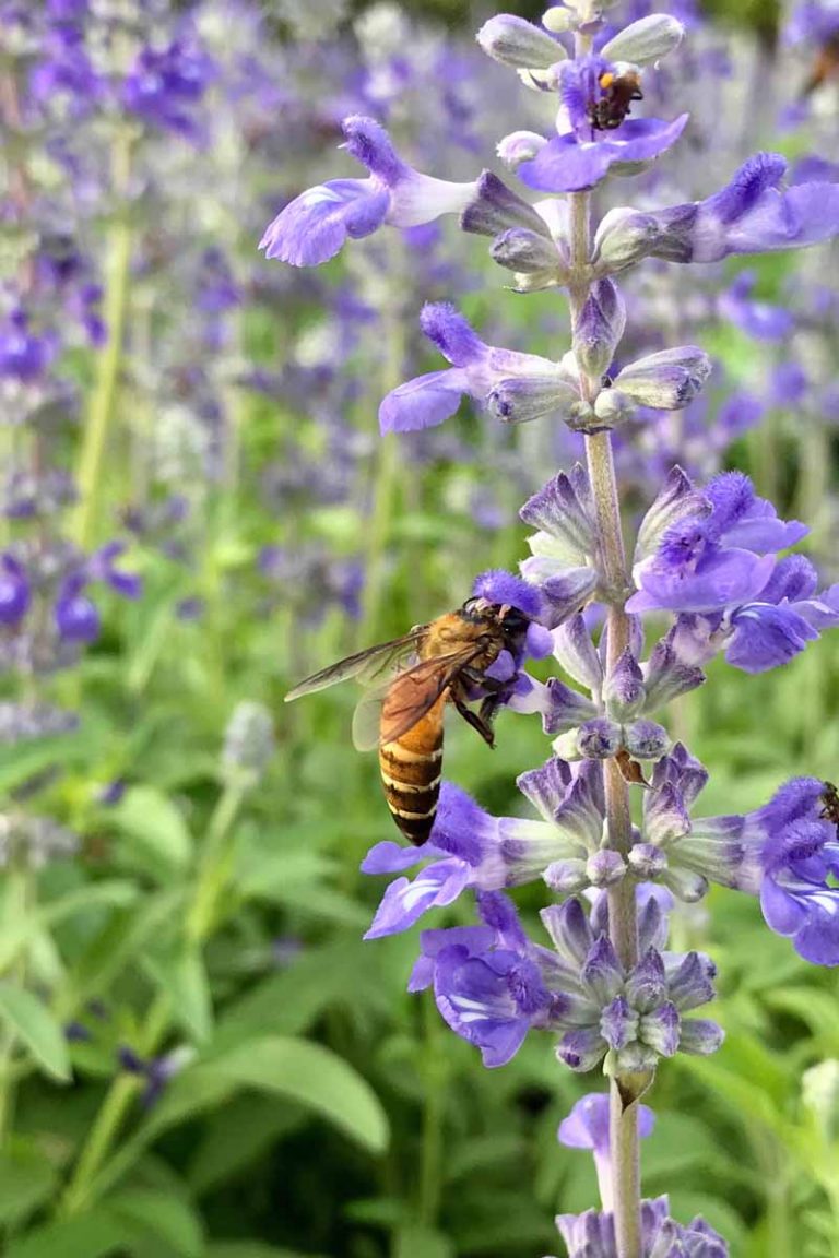 How to Plant and Grow Common Sage (Salvia officinalis)