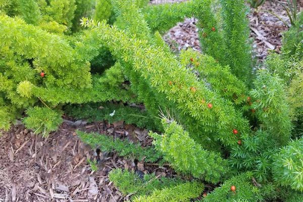 Learn How to Grow and Care for Asparagus Ferns | Gardener's Path