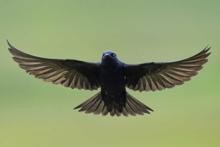 How to Attract Purple Martins to Your Garden | Gardener’s Path