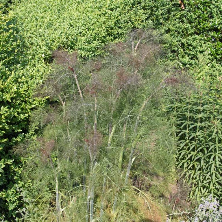 How to Grow and Care for Fennel in Your Herb Patch | Gardener's Path