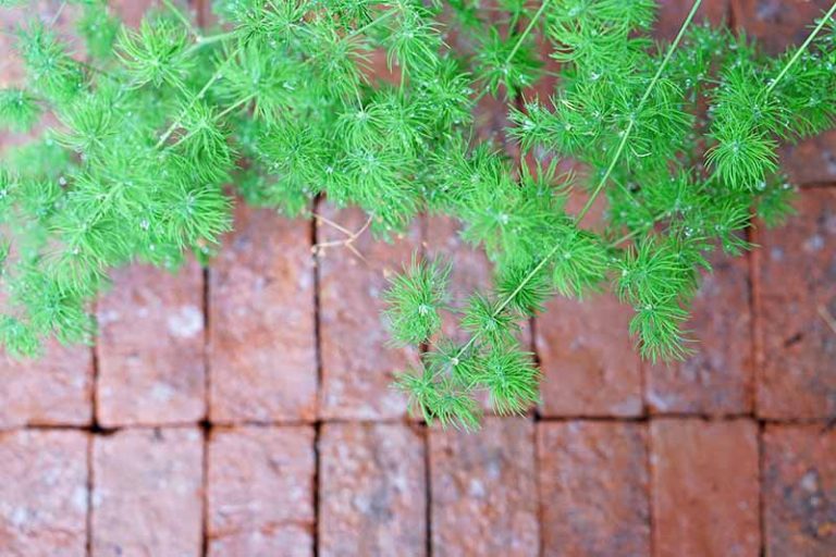 Learn How to Grow and Care for Asparagus Ferns | Gardener's Path