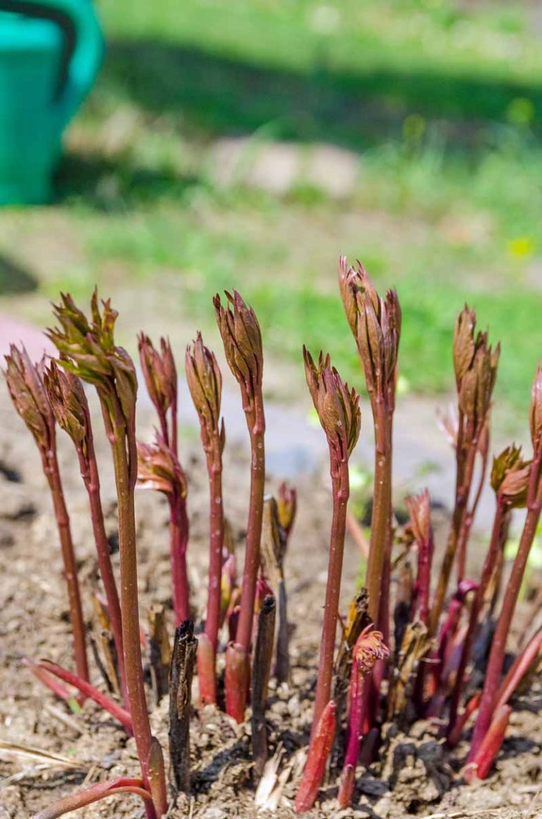 Peonies: How to Grow & Care for this Classic Perennial | Gardener’s Path