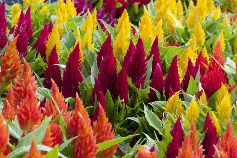 How to Grow and Care for Celosia Flowers | Gardener's Path