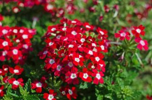 How to Grow and Care For Verbena | Gardener's Path