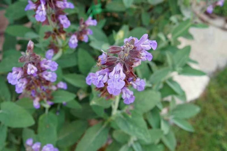 How to Plant and Grow Common Sage (Salvia officinalis)