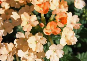 How to Grow and Care For Verbena | Gardener's Path
